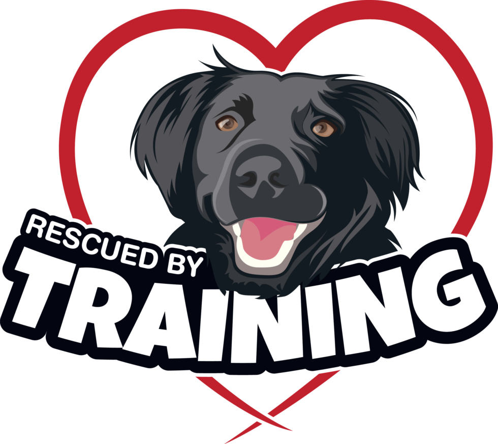 Why Aversive Dog Training Does More Harm Than Good