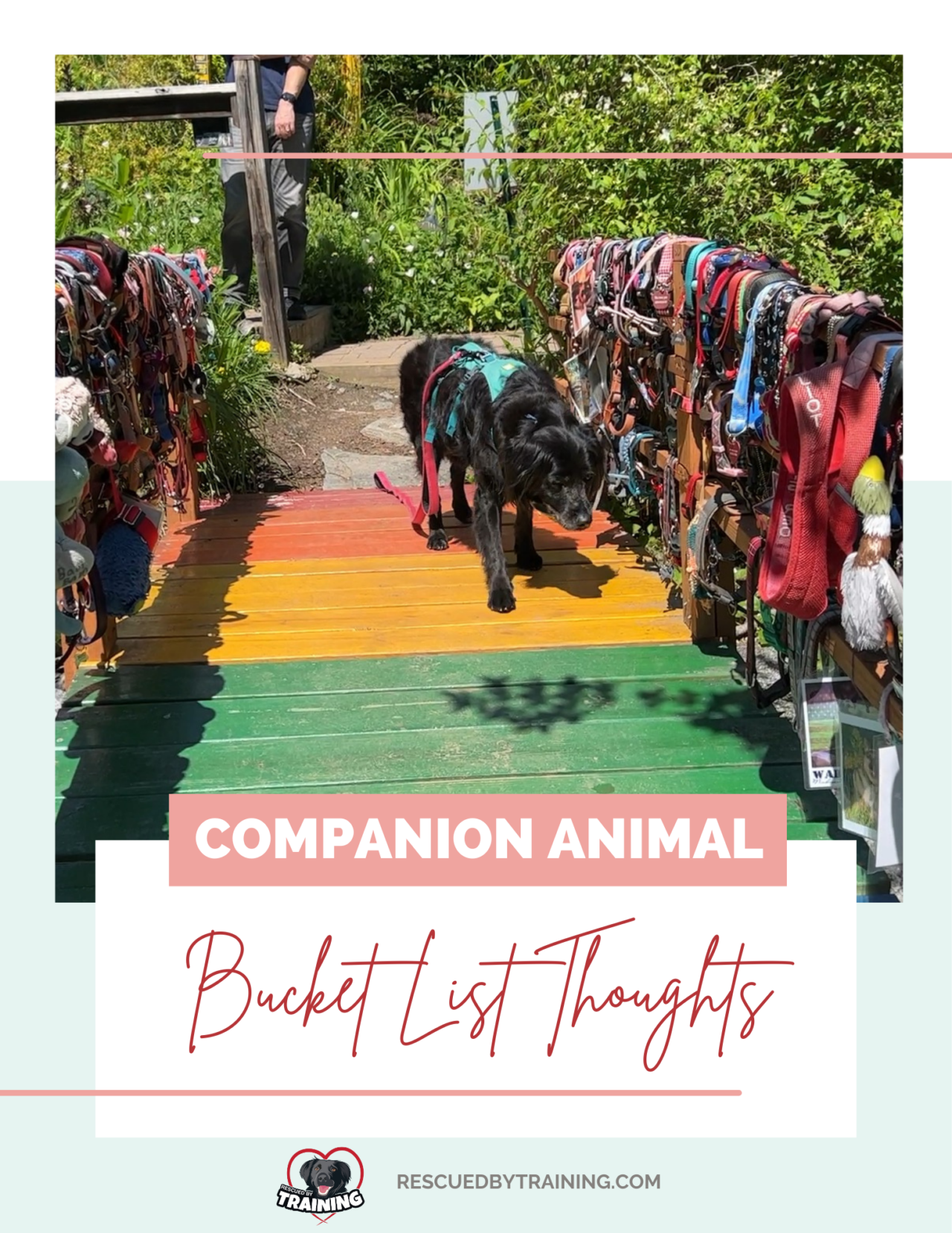 Free Dog Behavior Download