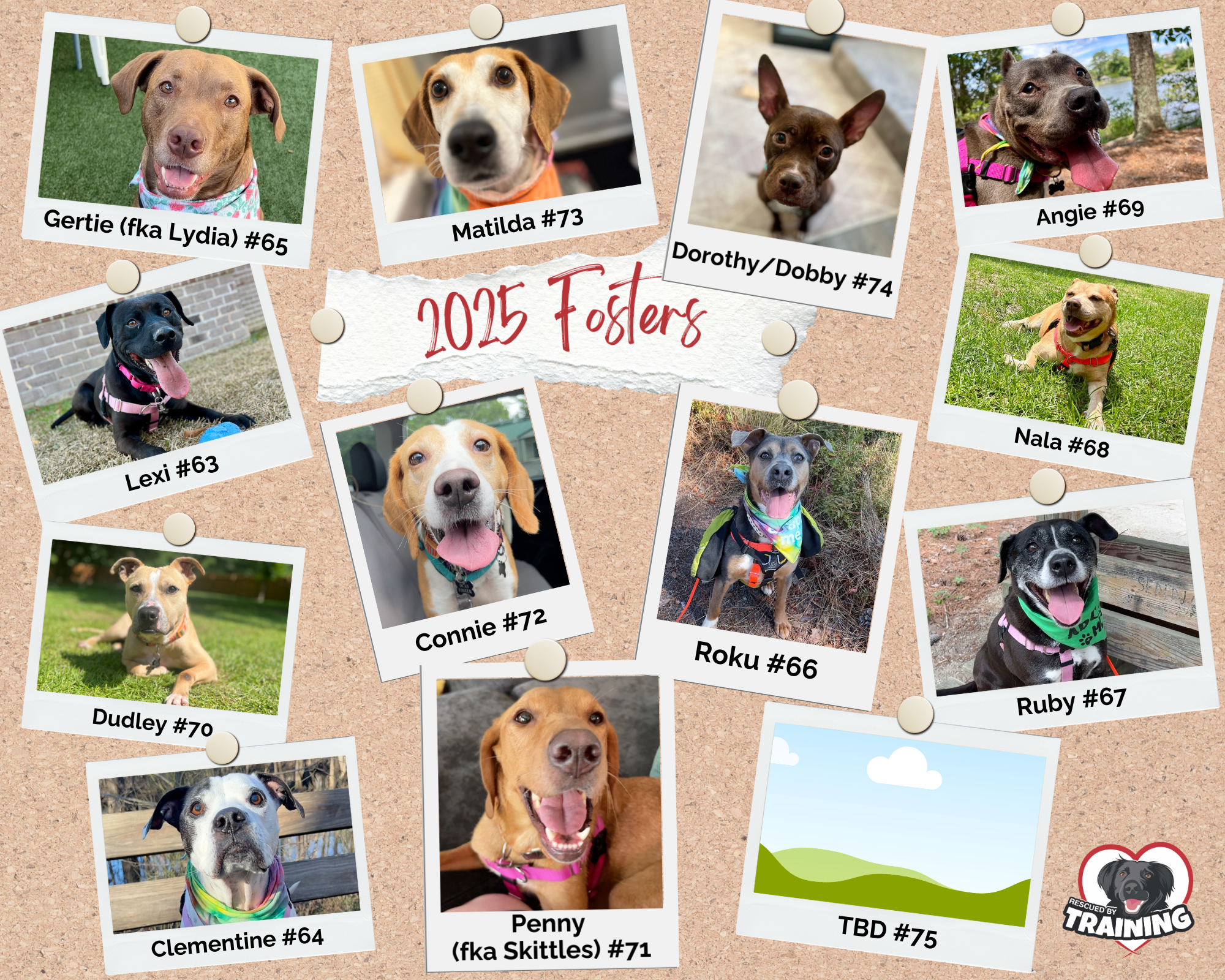 Reflections on 2025 - Rescued By Training